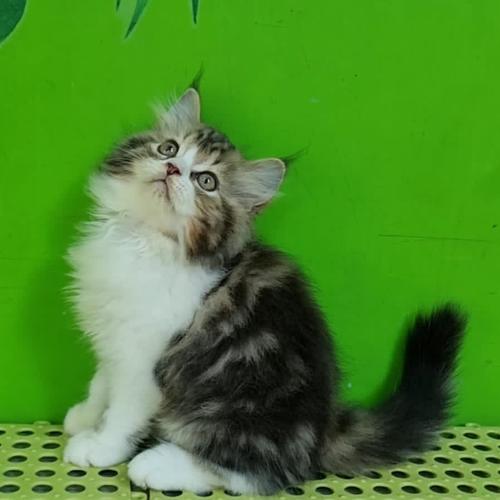 Jual Kucing mix mainecoon jantan tabby - Kab. Tangerang - Gummy ...