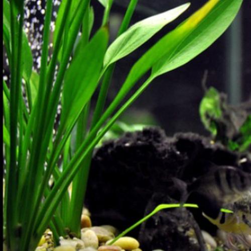 Jual Amazon Sword ( Echinodorus Amazonicus ) Tanaman Aquascape Mudah ...