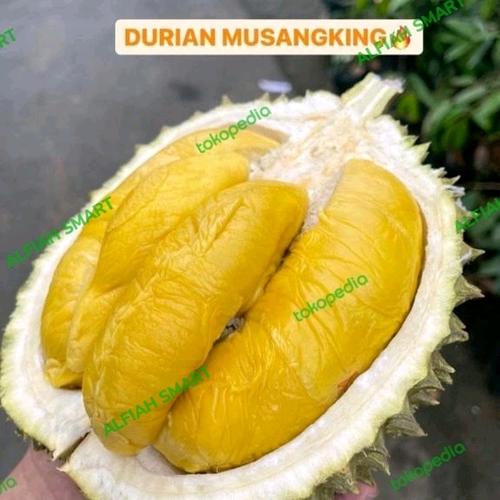 Jual Durian Musangking/Durian Raja Sultan Malaysia Utuh - XL - Jakarta Barat - ALFIAH SMART ...