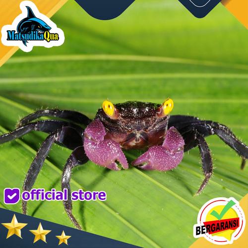 Jual Kepiting Hias Vampire Crab Purple Clow Aquarium Aquascape ...