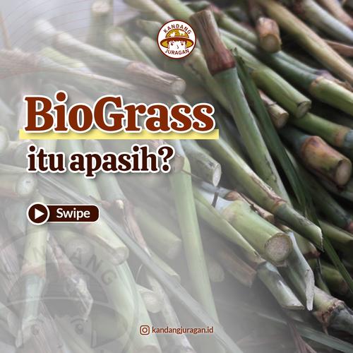 Jual (BB-Biogen) Rumput BioGrass | Hijauan Pakan Ternak | Bibit Pakan ...