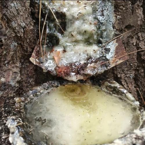 Jual getah pinus,resin pinus,cocok untuk peternak trigona,kelulut ...