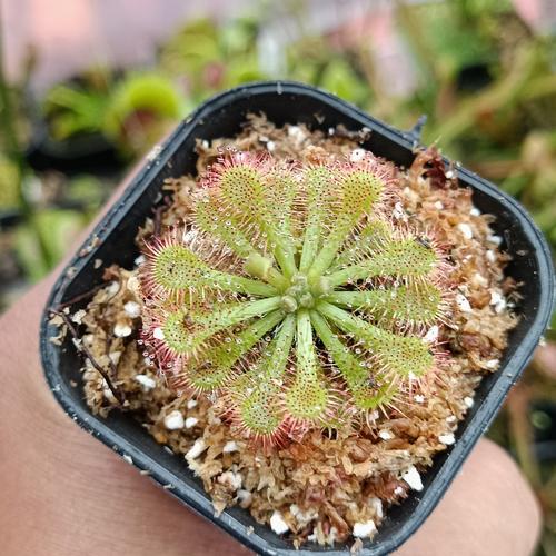 Jual drosera communis var. breviscapa - Kota Bandung - Monster Flower ...