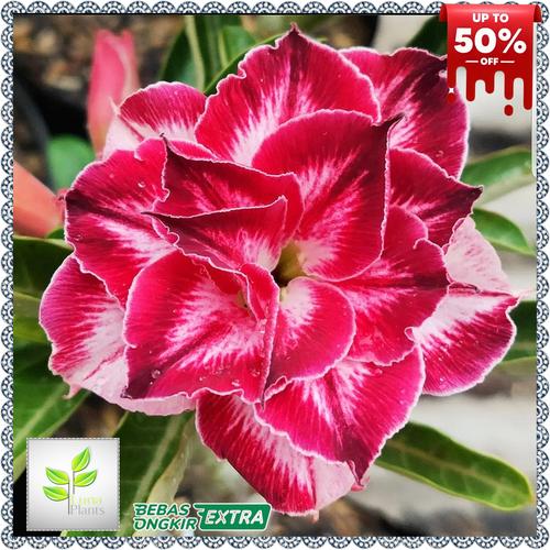 Jual bunga adenium red claus - tanaman adenium bunga kamboja - Kab ...