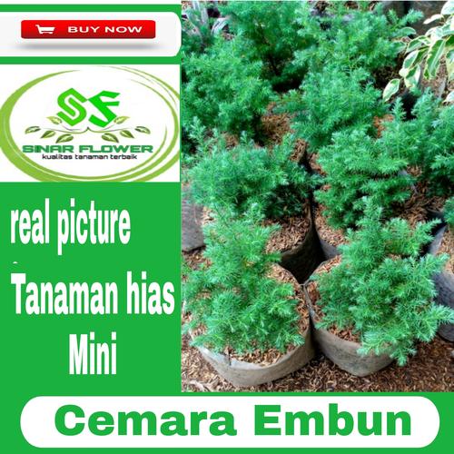 Jual Tanaman Cemara Embun tanaman hias mini di polybag - Jakarta Timur ...
