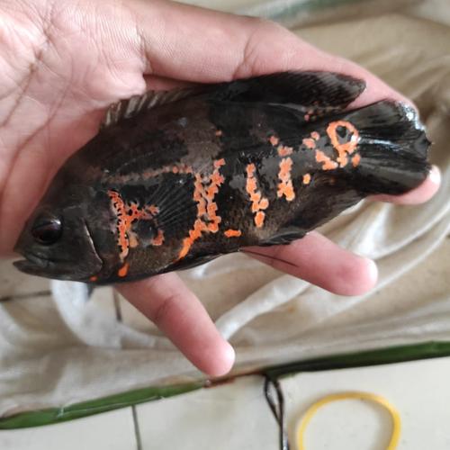 Jual ikan Oscar Tiger good Marking - Jakarta Timur - Razaak Aquarium ...