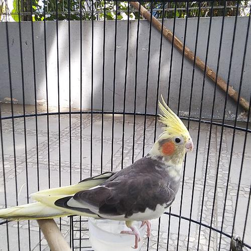 Jual burung falk parkit australia - Kota Depok - adp BF | Tokopedia