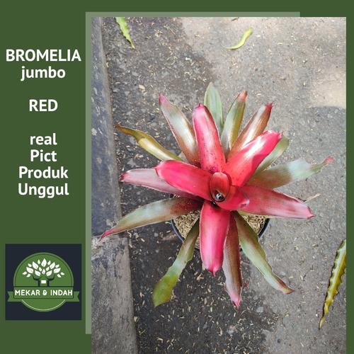 Jual Tanaman bromelia merah JUMBO - Jakarta Timur - MEKAR INDAH_NEW ...