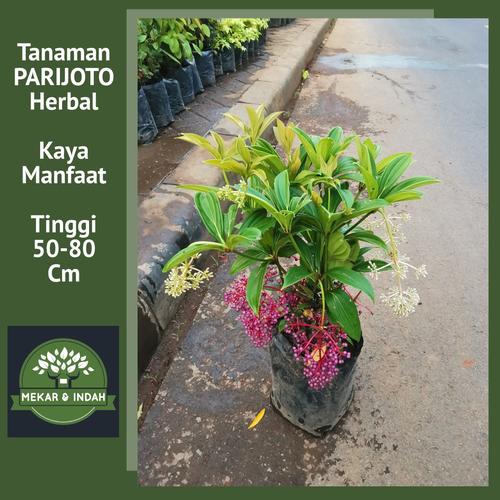 Jual TANAMAN PARIJOTO rimbun tinggi 50-80cm - Jakarta Timur - MEKAR ...