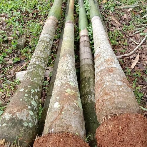Jual tanaman pohon palem raja & pohon palem raja - Kota Bogor - Tania ...