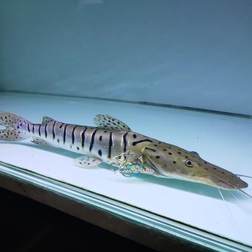 Promo IKAN TIGER SHOVELNOSE CATFISH BIG SIZE Cicil 0% 3x - Jakarta ...