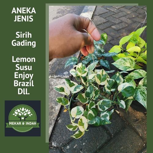 Jual Tanaman sirih gading enjoy/ sirih gading satin/ brazil/ lemon ...