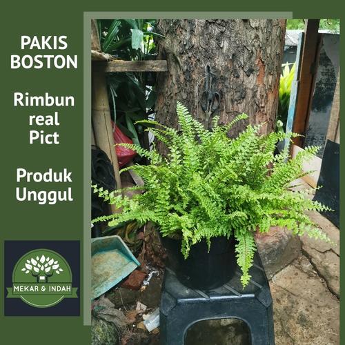 Jual TANAMAN PAKIS BOSTON rimbun dan lebat - KECIL - Jakarta Timur ...