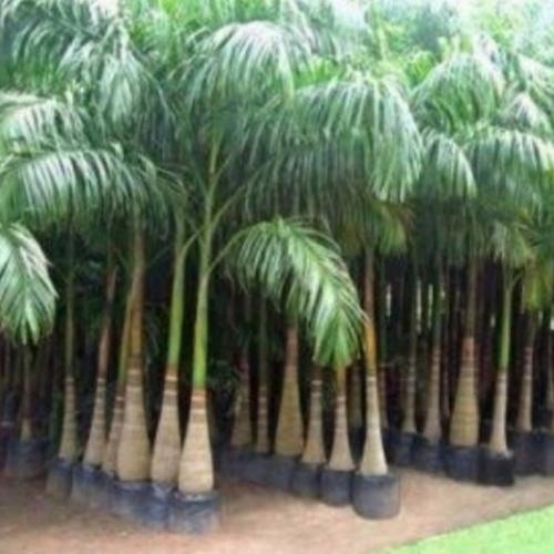 Jual pohon palem raja - tanaman pohon palem raja - Kab. Bogor - Tania ...