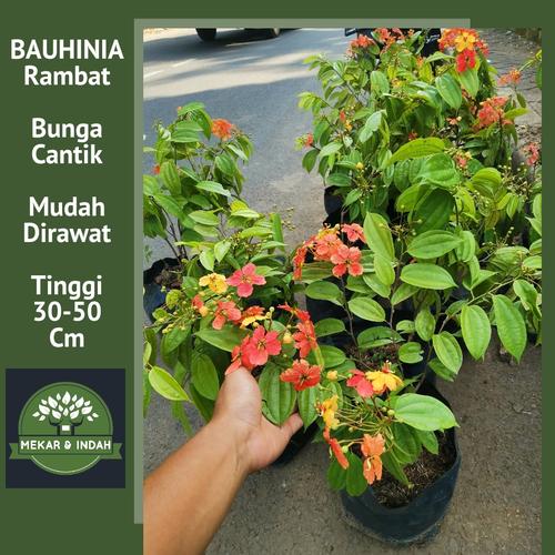 Jual Tanaman hias rambat bauhinia / pohon rambat bauhinia - Jakarta ...