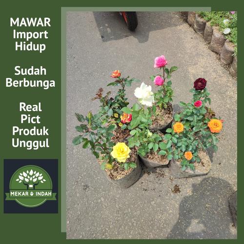 Jual Tanaman hias mawar import , pohon bunga mawar hidup - Putih ...