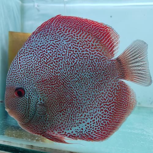 Jual Ikan Discus Panthera - Kota Bekasi - Meisa Musik | Tokopedia