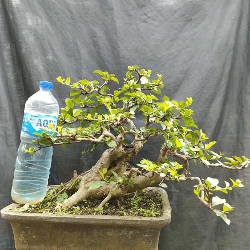 Jual Bonsai Delima Batu Bonsai Delbat Unik - Kab. Malang - galeryqomaru ...