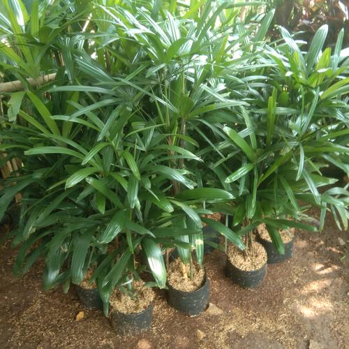 Jual Tanaman Hias Pohon Palem Waregu / Palem Jari - Kab. Bogor - kioz ...