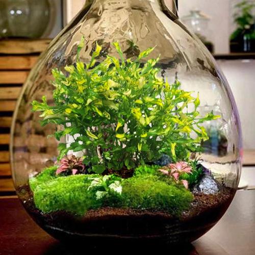 Jual Tanaman krokot Kriminil daun kuning / Alternanthera ficoidea ...
