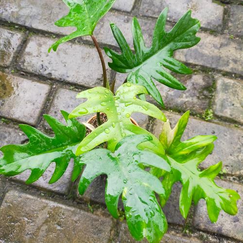 Promo Philodendron Mayoi | Tanaman Hias | Philo Indoor - Kota Depok ...