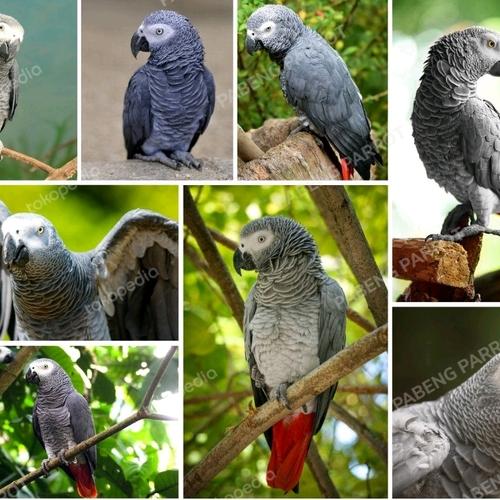 Jual Sticker Cantik Eksclusive Burung Afgrey African Grey uk 30x42 cm ...