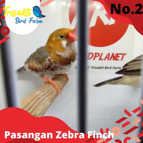 Jual Zebra Finch 002- Seri Oren Big Body Harga Sepasang - Jakarta ...