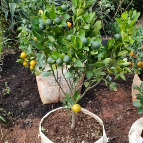 Jual tanaman buah jeruk songkit (besar) - Kota Tangerang - All ...