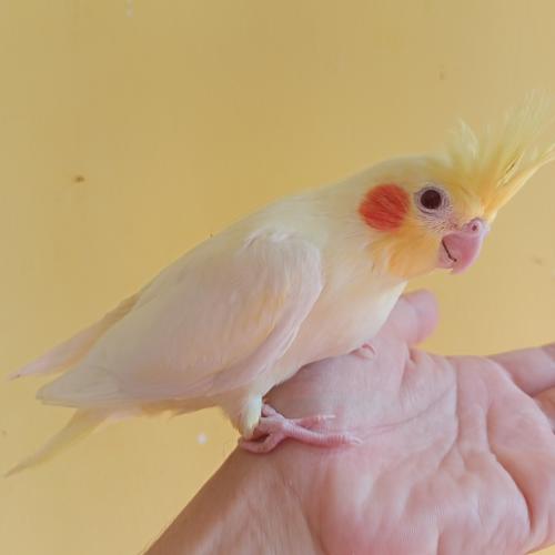 Jual BABY BURUNG FALK / COCKATIEL / PARKIT AUSTRALI JINAK - Normal Grey ...