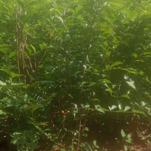 Jual Pohon pagar teh tehan 1 meter - Kab. Bogor - syabilla landscape ...