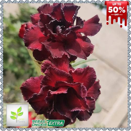 Promo bunga adenium red black wish - tanaman adenium bunga kamboja ...