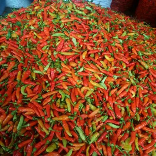 Jual Cabai Cabe Rawit Merah Alami Popular Red Bird's Eye Chili Padi 1 kg - 100gr - Jakarta Pusat ...