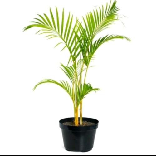Jual pohon palm kuning 100 cm - Kota Depok - AZMUR TANi | Tokopedia