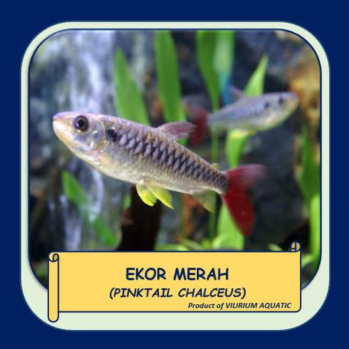 Jual IKAN HIAS AIR TAWAR - PINK TAIL aka CHALCEUS - ±16cm - Jakarta ...