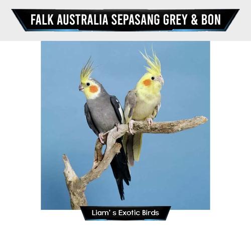 Jual Burung Falk Australia Grey & Yellow Sepasang - Sepasang - Jakarta ...