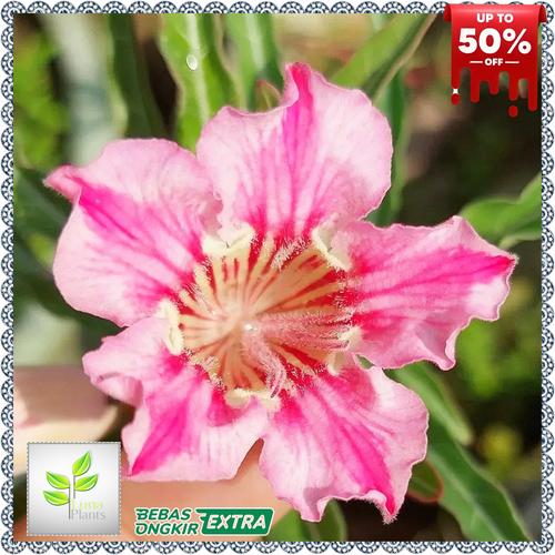 Jual bunga adenium hong xia - tanaman adenium bunga kamboja - Kab ...