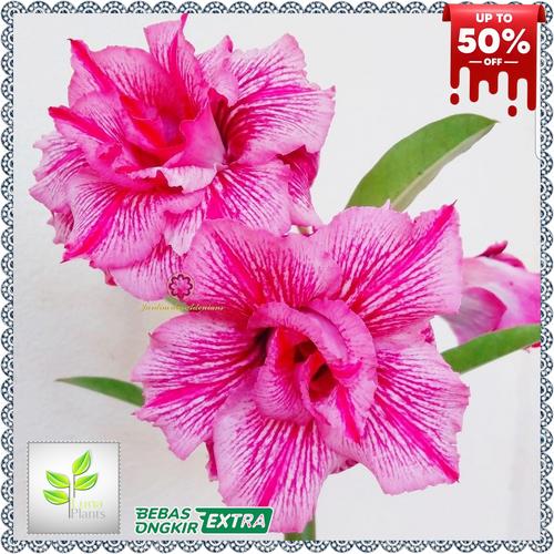 Jual bunga adenium pink soft - tanaman adenium bunga kamboja - Kab ...