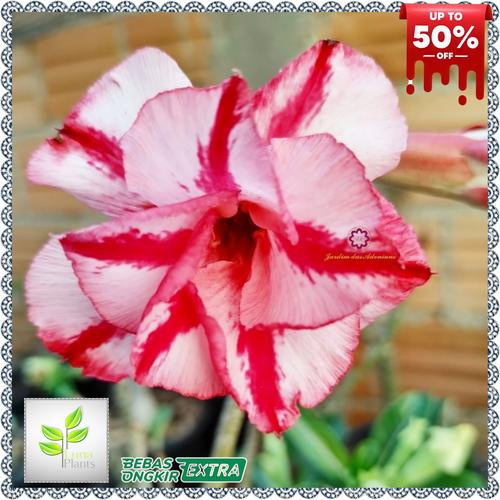 Jual bunga adenium counter - tanaman hias adenium bunga kamboja - Kab ...