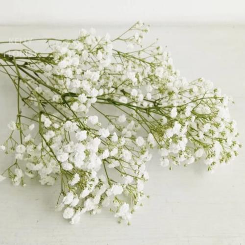 Jual Bunga Baby Breath - Jakarta Barat - M-K SHOP | Tokopedia