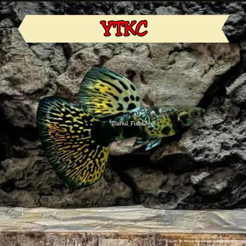 Jual Guppy Yellow Tiger King Cobra - Jantan - Kab. Pati - ZIZHUL_FISHSHOP | Tokopedia