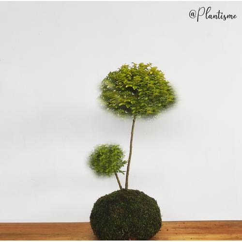 Jual Mossball - Bonsai Topiary Gold Barberry Tanaman Hias Indoor ...