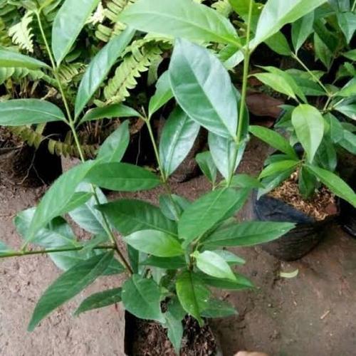 Jual TANAMAN POHON DAUN SALAM TINGGI RIMBUN - Jakarta Utara - Adifa ...
