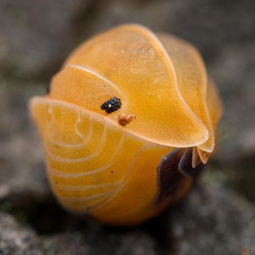 Jual Isopoda / isopods cubaris Sp amber ducky - Kab. Cianjur ...