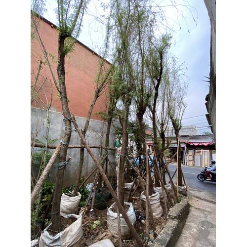Jual Pohon Liang Liu / Janda Merana Tinggi 6-7 Meter - Jakarta Barat ...