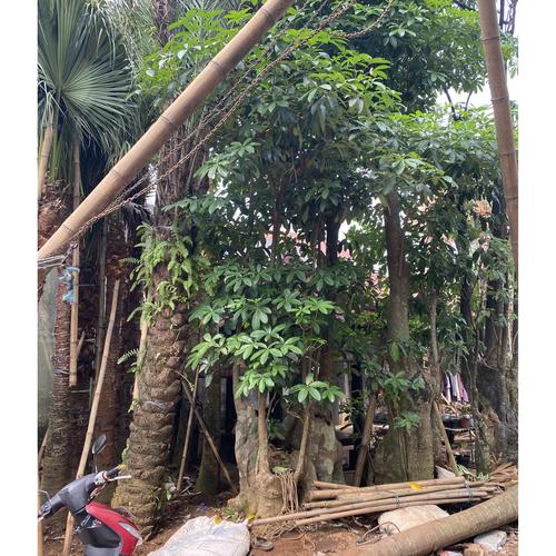 Jual Pohon Pule Besar HM 2 - Jakarta Barat - little Bali landscape ...