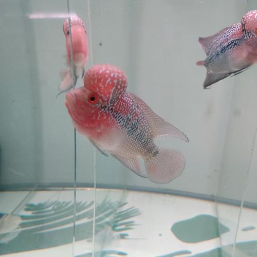 Jual ikan lohan srd ukuran 10cm - Jakarta Utara - dika no mercy fish ...