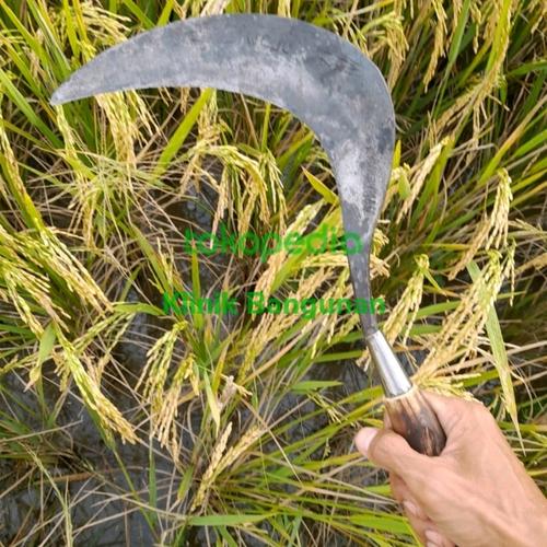 Jual Sabit padi tanpa asah / arit padi tanpa asah tajam - Kab. Demak ...