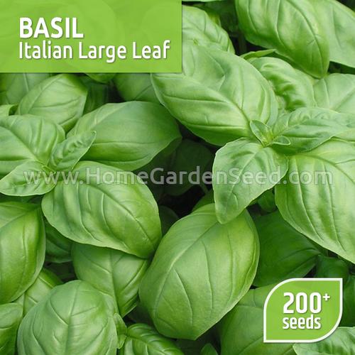 Jual Benih Basil Italian Large Leaf - Home Garden Seed - Jakarta Timur ...
