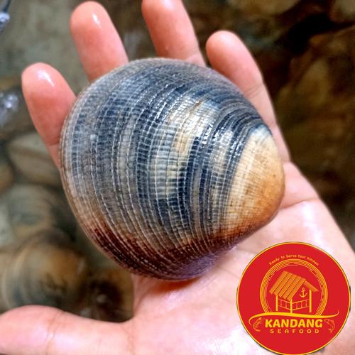 Jual Kerang Madu Hidup / Getok Live Seafood Segar Per Pcs - Jakarta ...