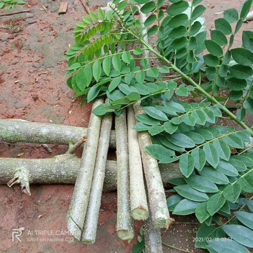 Jual Stek Batang Pohon Gamal Kalikiria 25Cm - Kota Bekasi - KEBUNKU ...